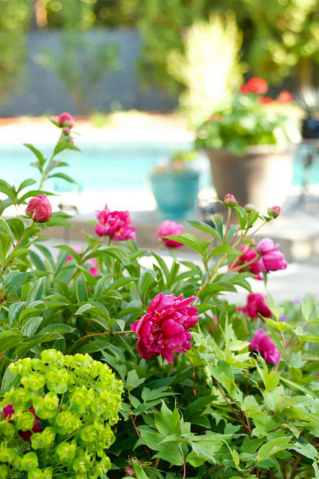 How To Cut And Preserve Fresh Peonies For Entertaining