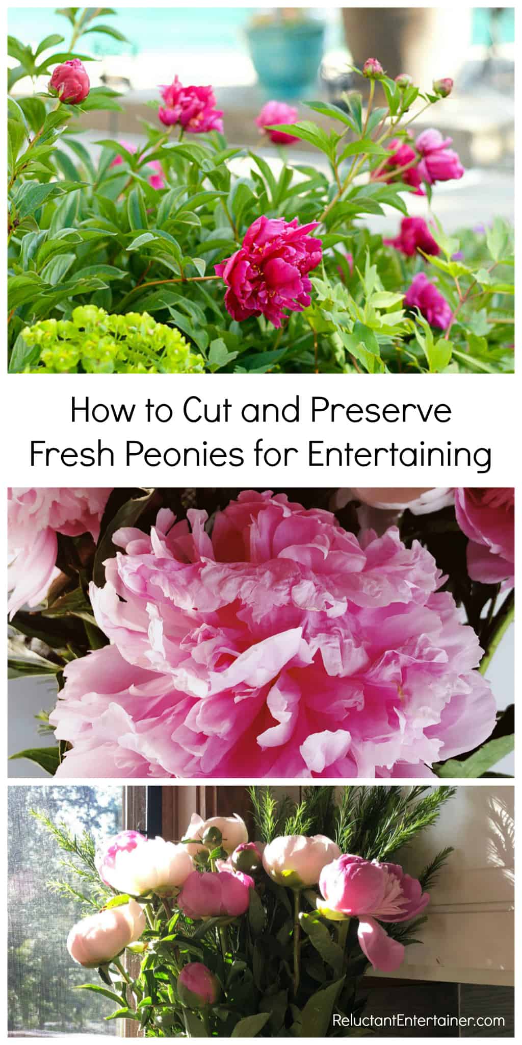 How to Cut and Preserve Fresh Peonies for Entertaining
