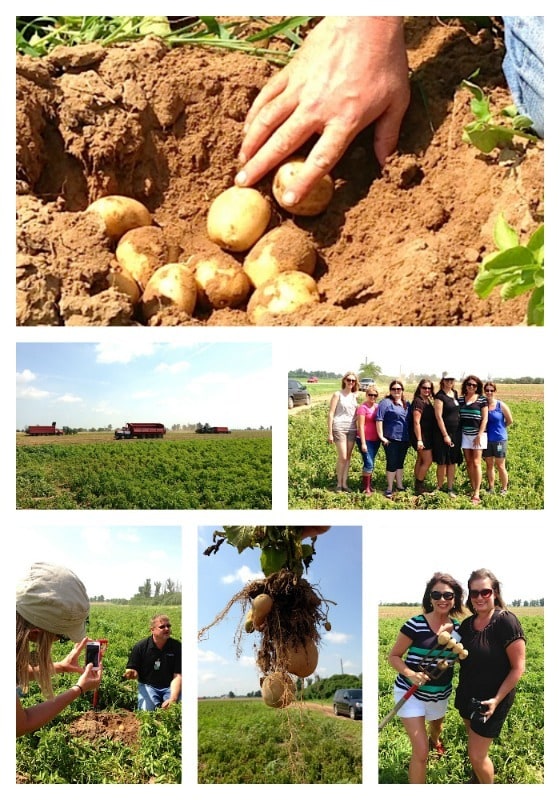 Black Gold Farms Tour and Roasted Red Potatoes Recipe