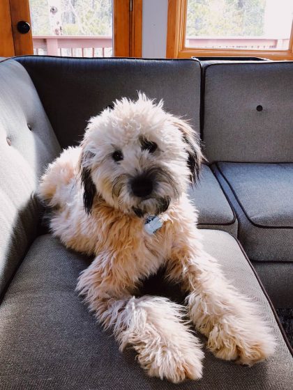 The Farmer's Dog with Alder the Whoodle - Reluctant Entertainer