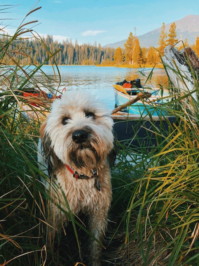 The Farmer's Dog with Alder the Whoodle - Reluctant Entertainer